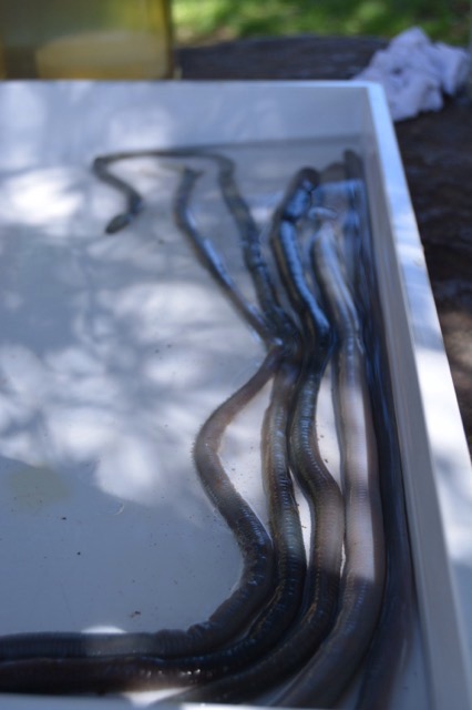 Giant Earthworms of the Karoo - Karoo Heartland